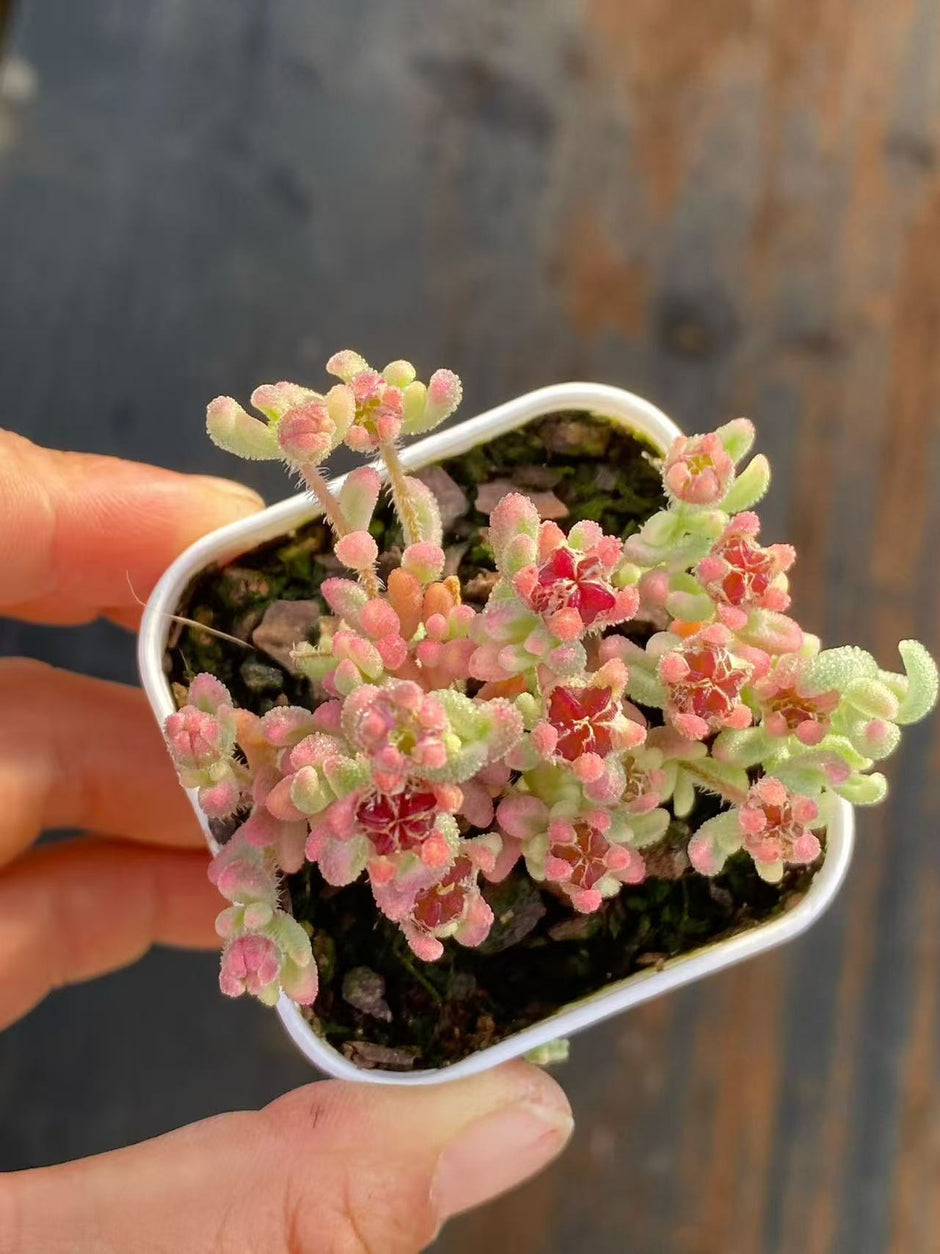ドロサンテマム – Top Succulent®