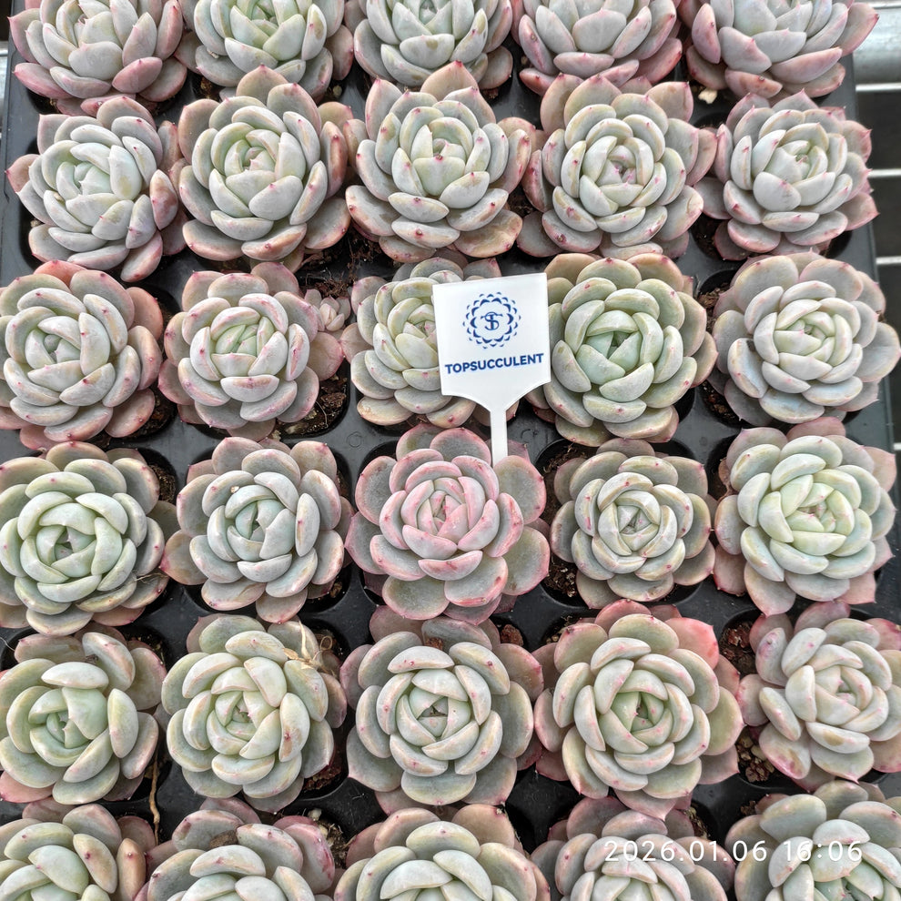 24418 ウェザー（5cm pot） – Top Succulent®