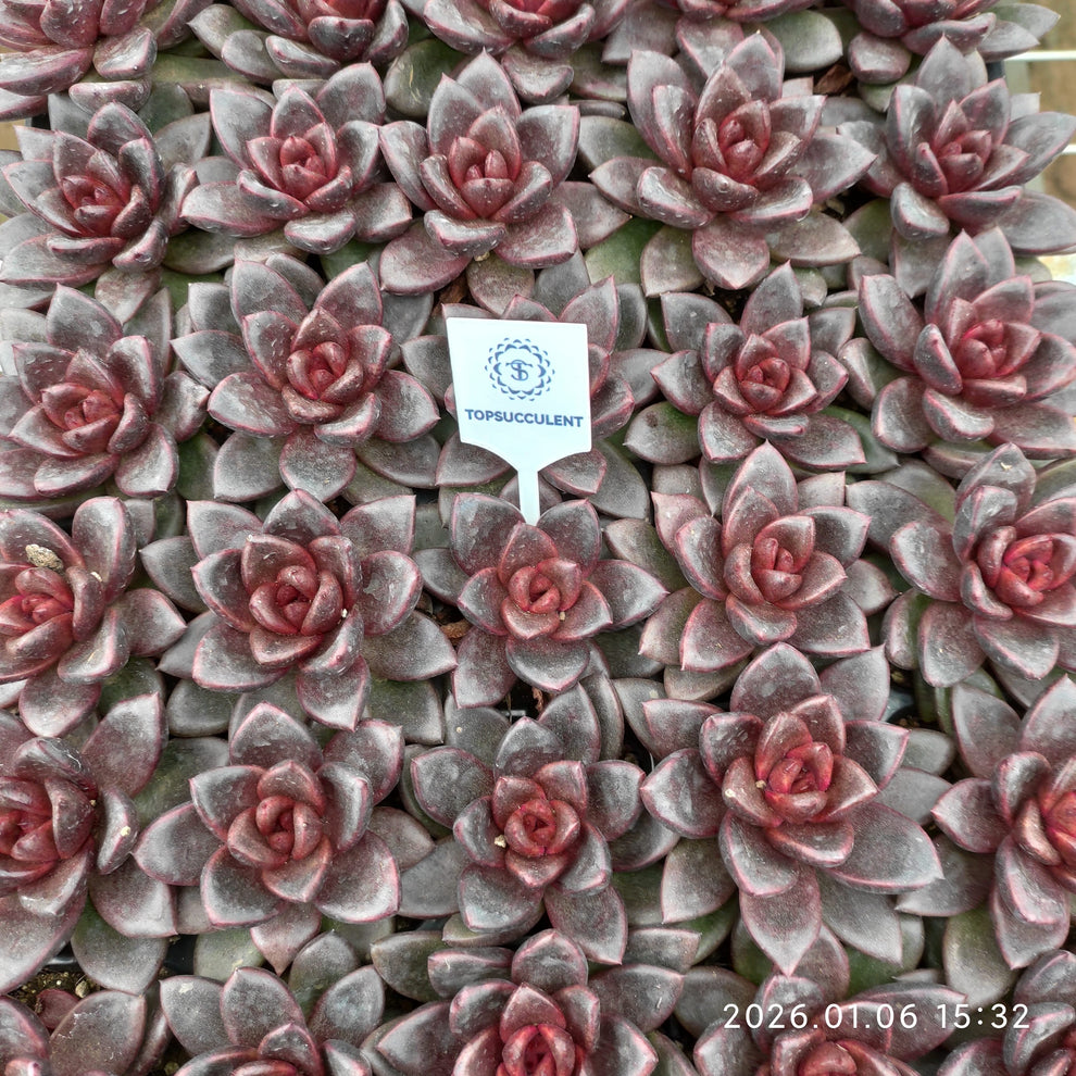 24405 ジョイフル ローズ（5cm pot） – Top Succulent®